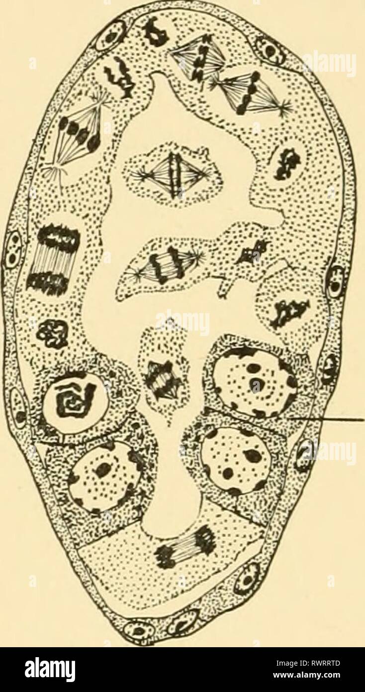 Embryology of insects and myriapods Stock Photo - Alamy