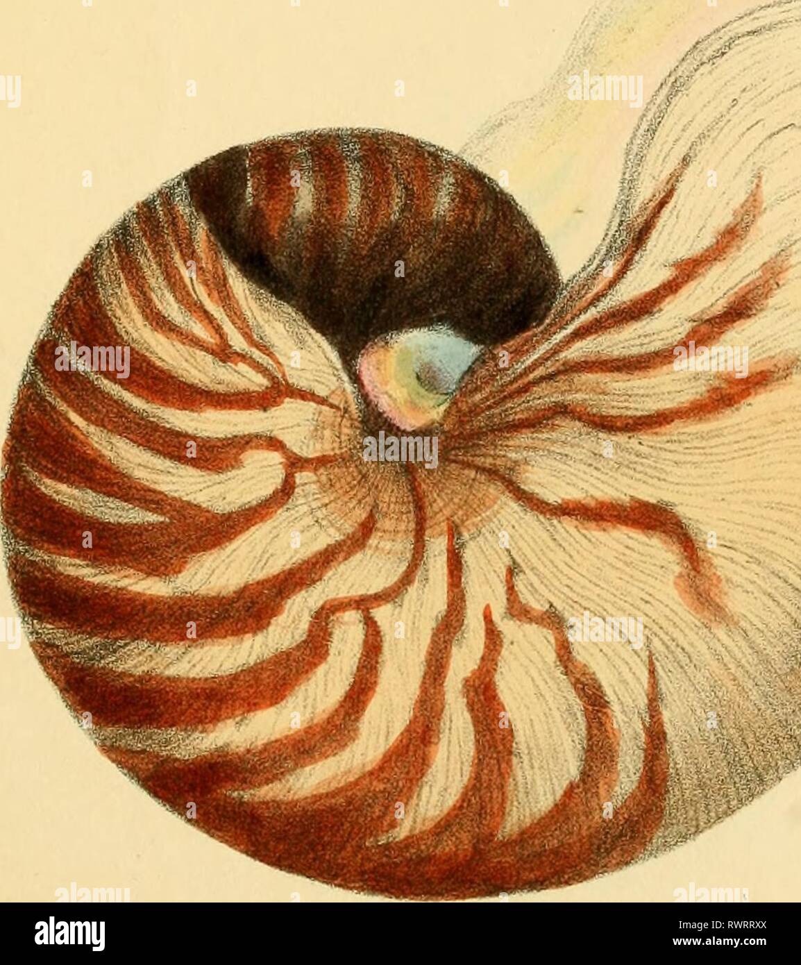 Elements of conchology an Stock Photo - Alamy