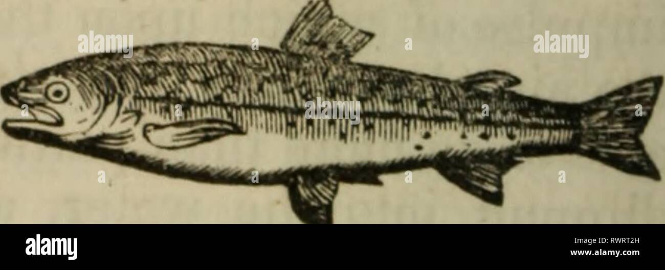 Elements of zoology, or, Natural Stock Photo - Alamy