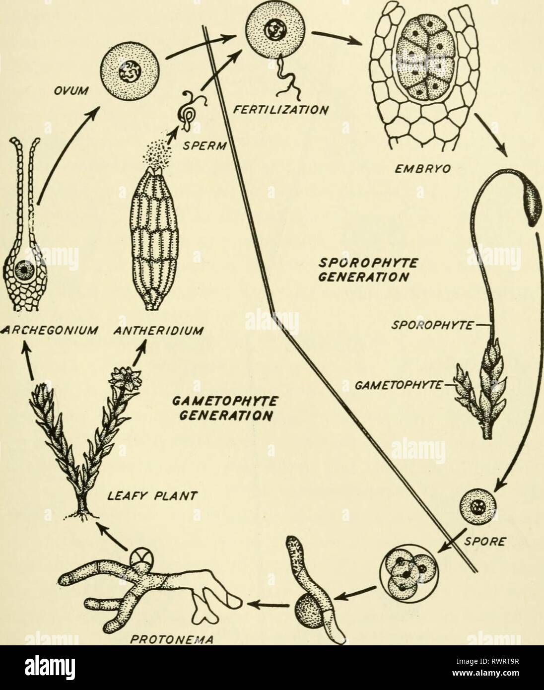 Elements of biology, with special Stock Photo - Alamy