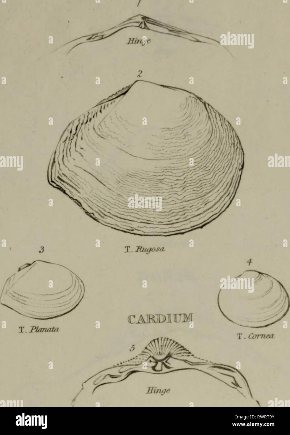 Elements of conchology according Stock Photo - Alamy