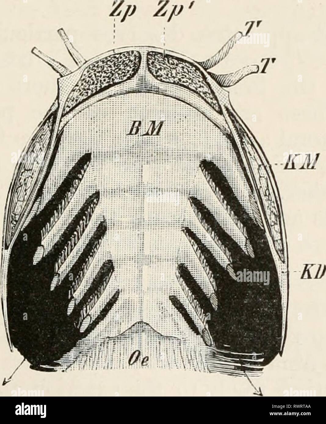 Elements of the comparative anatomy Stock Photo - Alamy