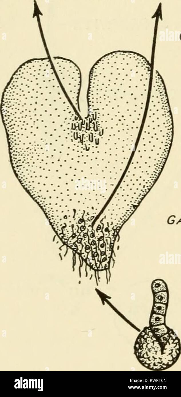 Antheridium hi-res stock photography and images - Alamy