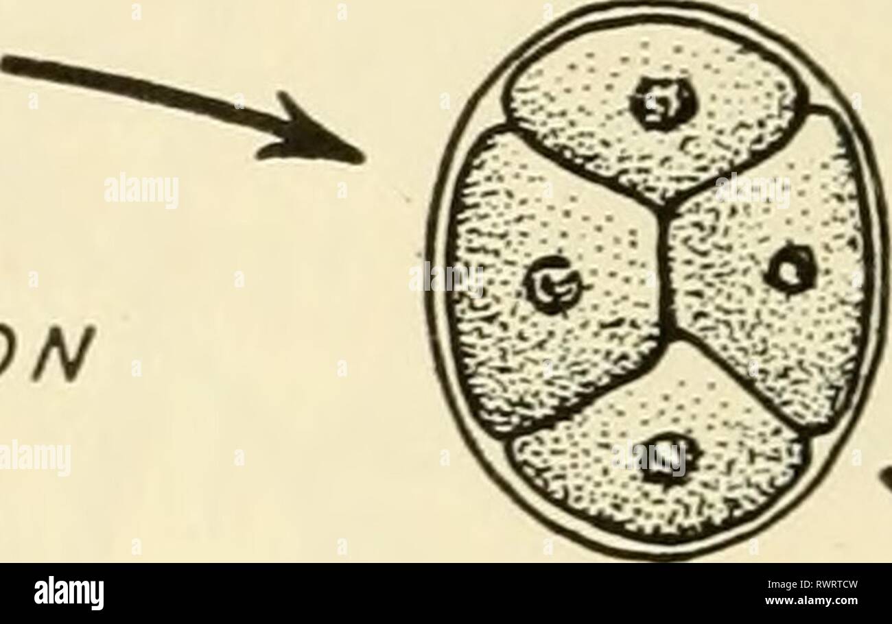 Elements of biology, with special Elements of biology, with special ...