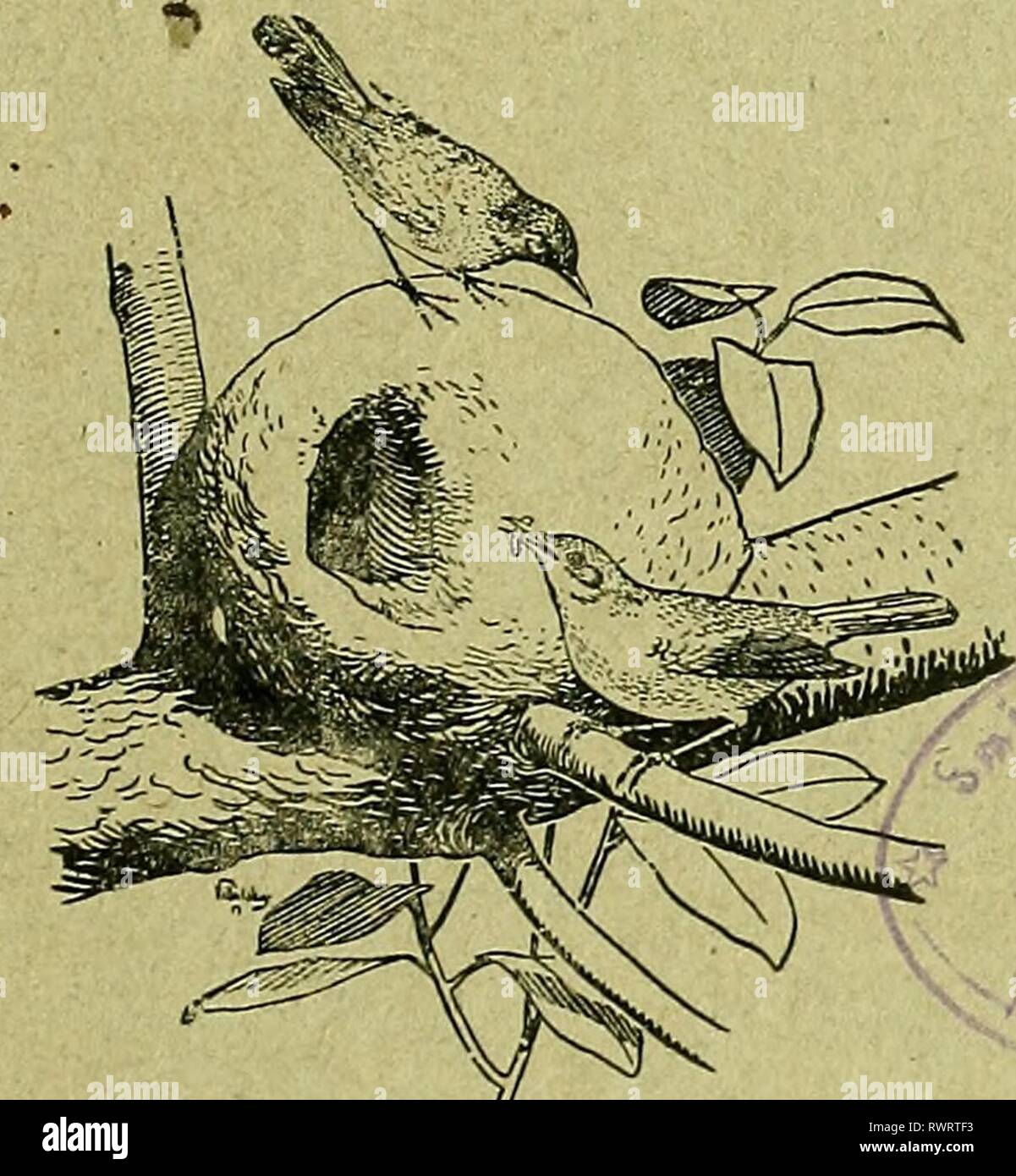 El Hornero (1919 Stock Photo - Alamy