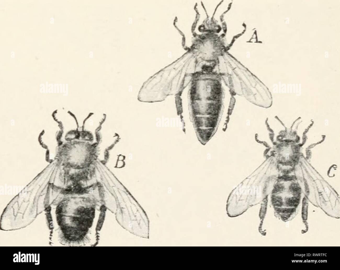 Elementary entomology ([c1912]) Elementary entomology ...