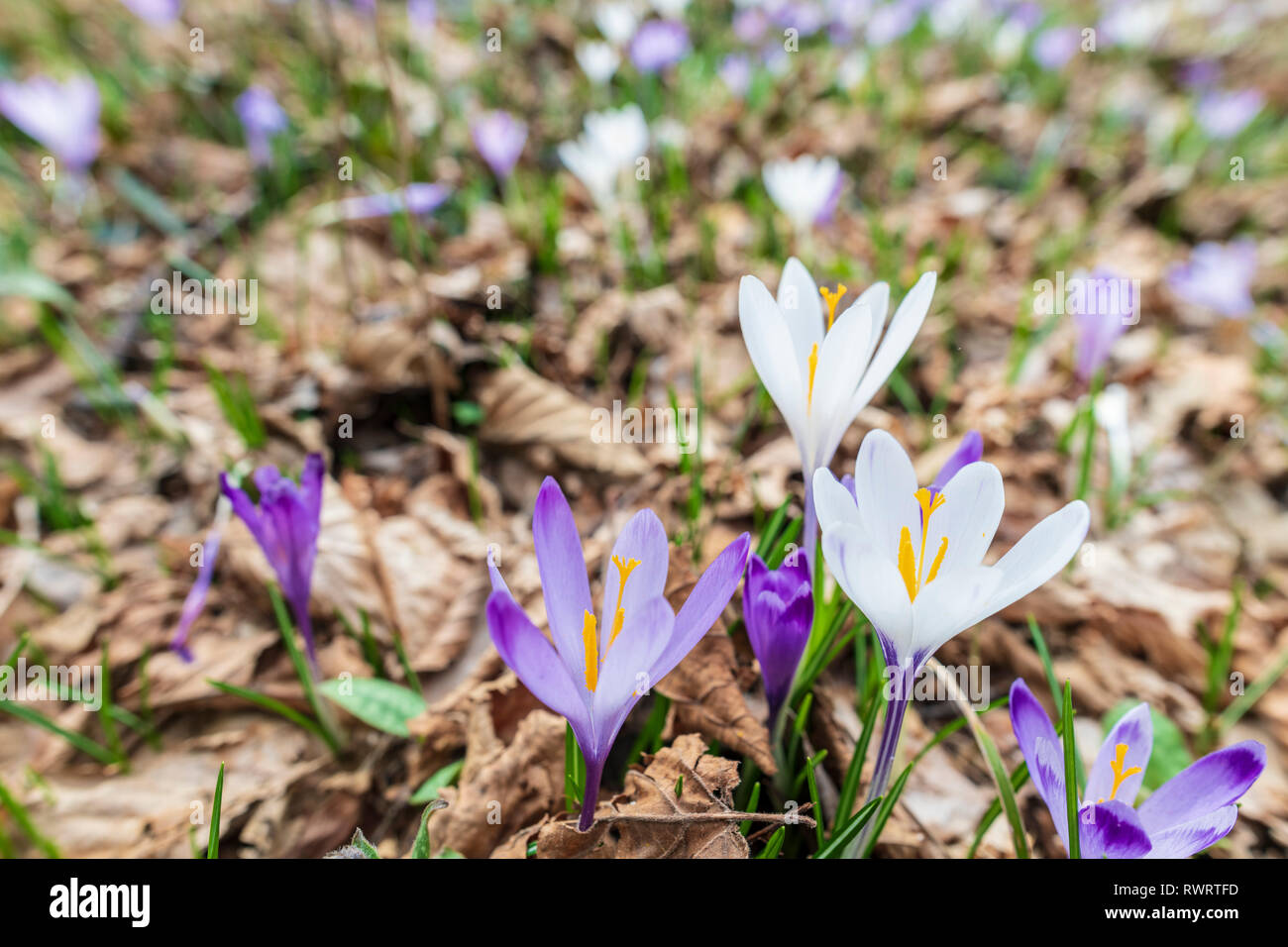 Crocus and first spring flowers Stock Photo - Alamy