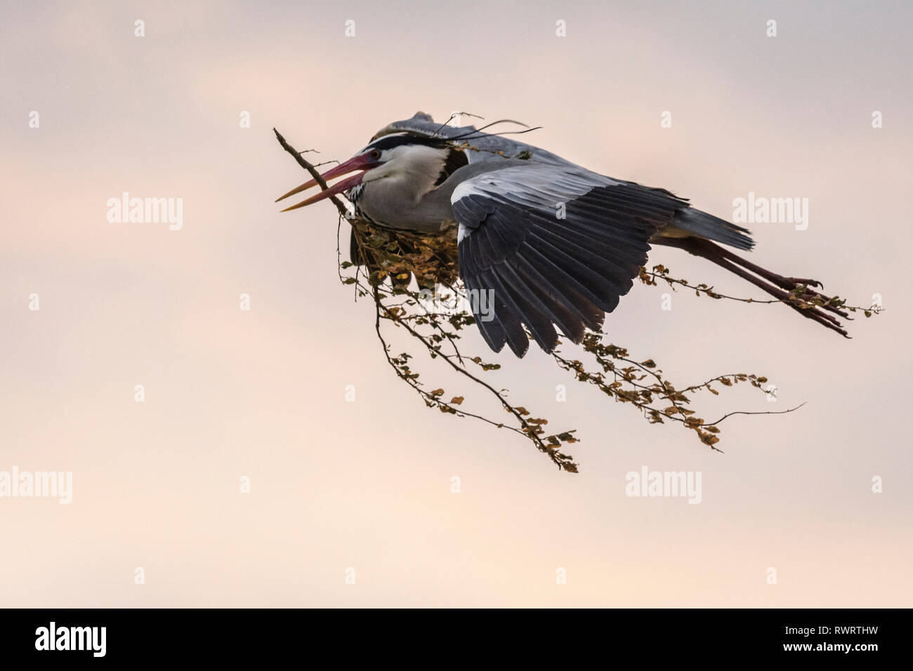 A grey heron in flight with a branch in its beak Stock Photo - Alamy