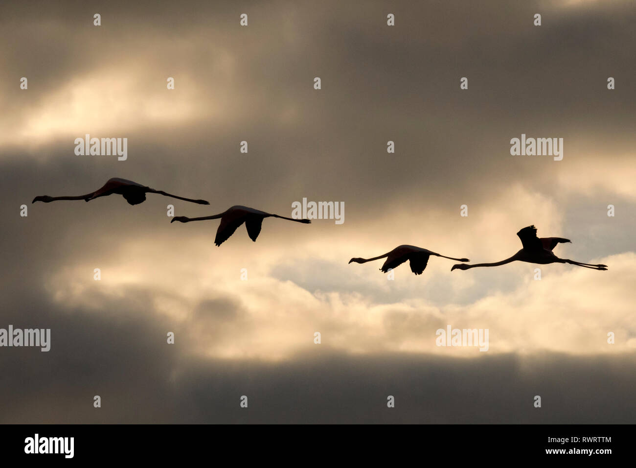 Silhouettes of a flock of flamingos in flight Stock Photo - Alamy