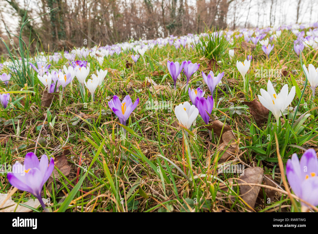 Crocus and first spring flowers Stock Photo - Alamy