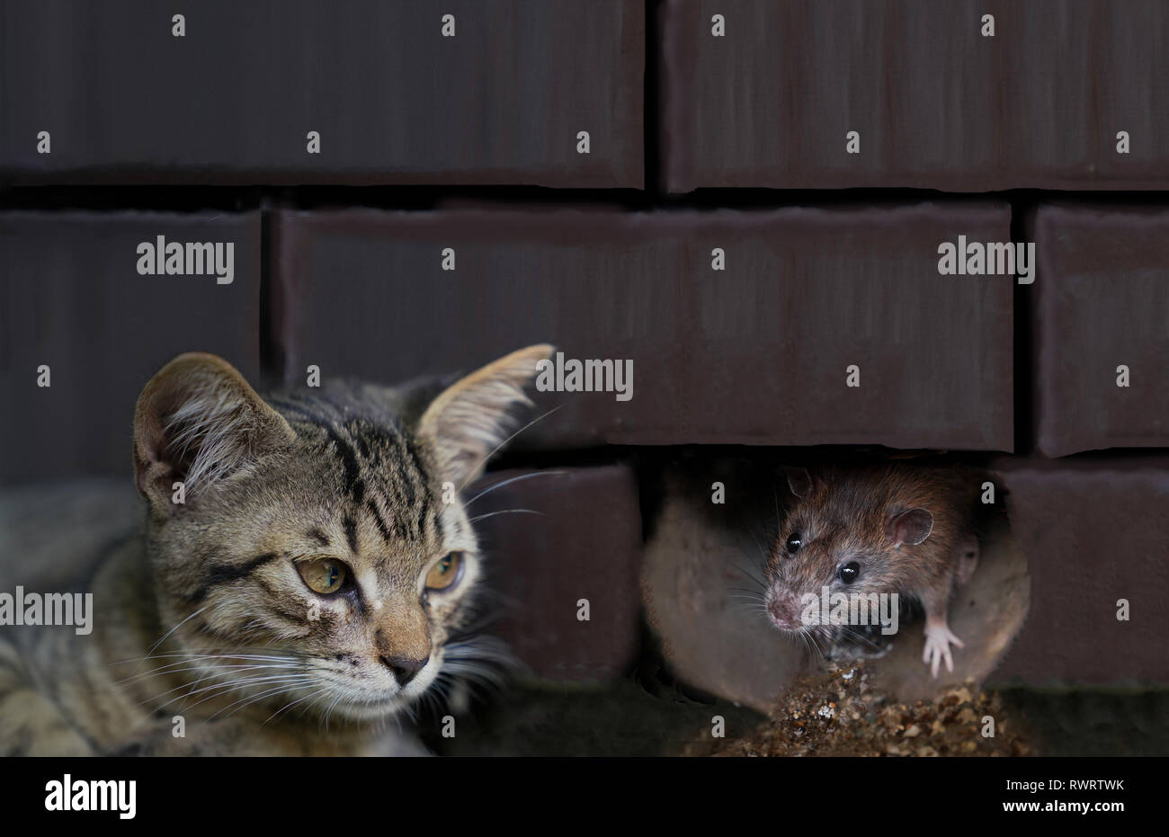 Cat wait mouse hi-res stock photography and images - Alamy