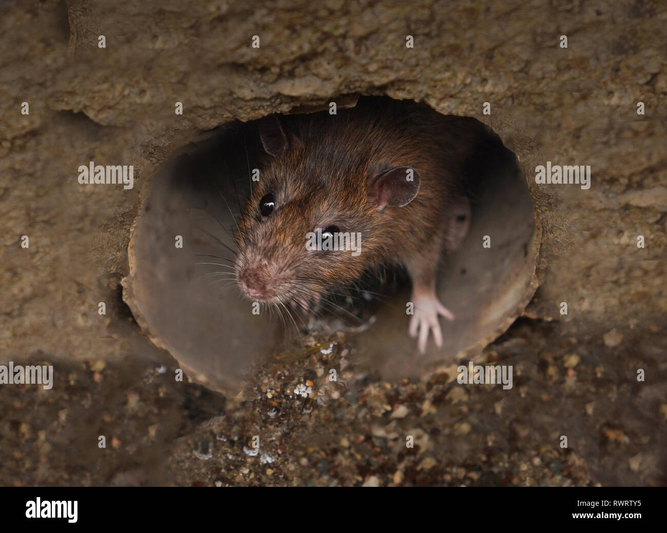 Closeup of rat on a sewer Stock Photo - Alamy