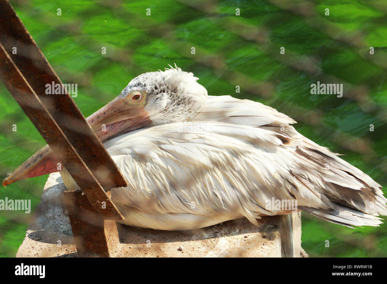 Black stork watching on branch hi-res stock photography and images - Alamy