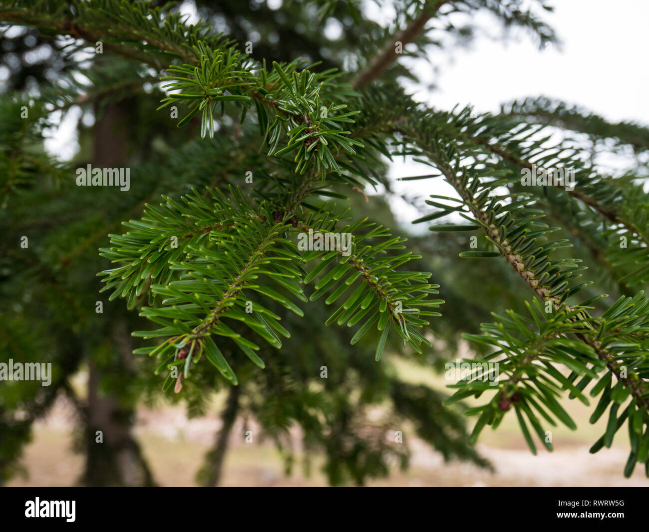 Pine tree leaves hi-res stock photography and images - Alamy