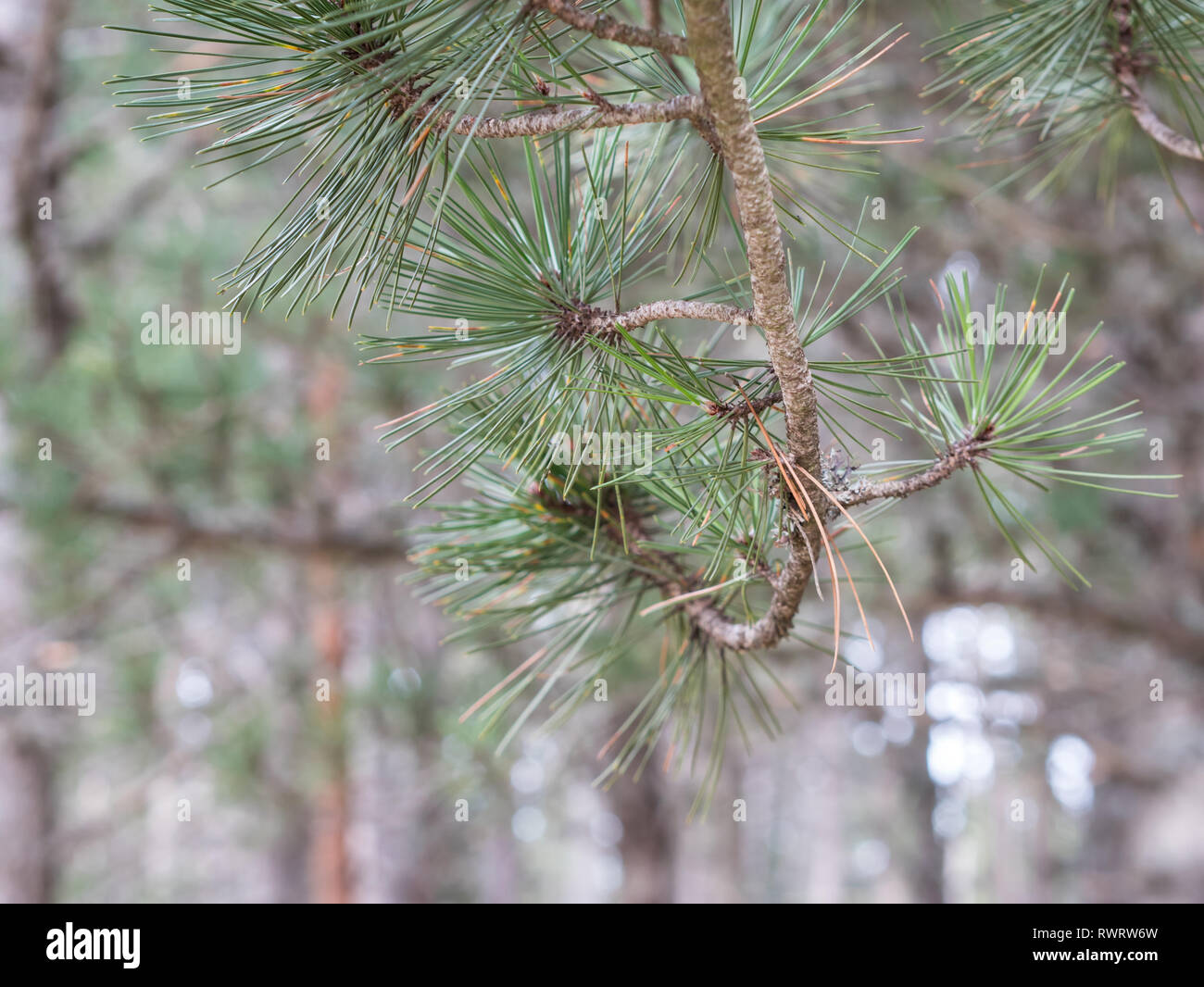 Close up pine branch texture hi-res stock photography and images - Alamy