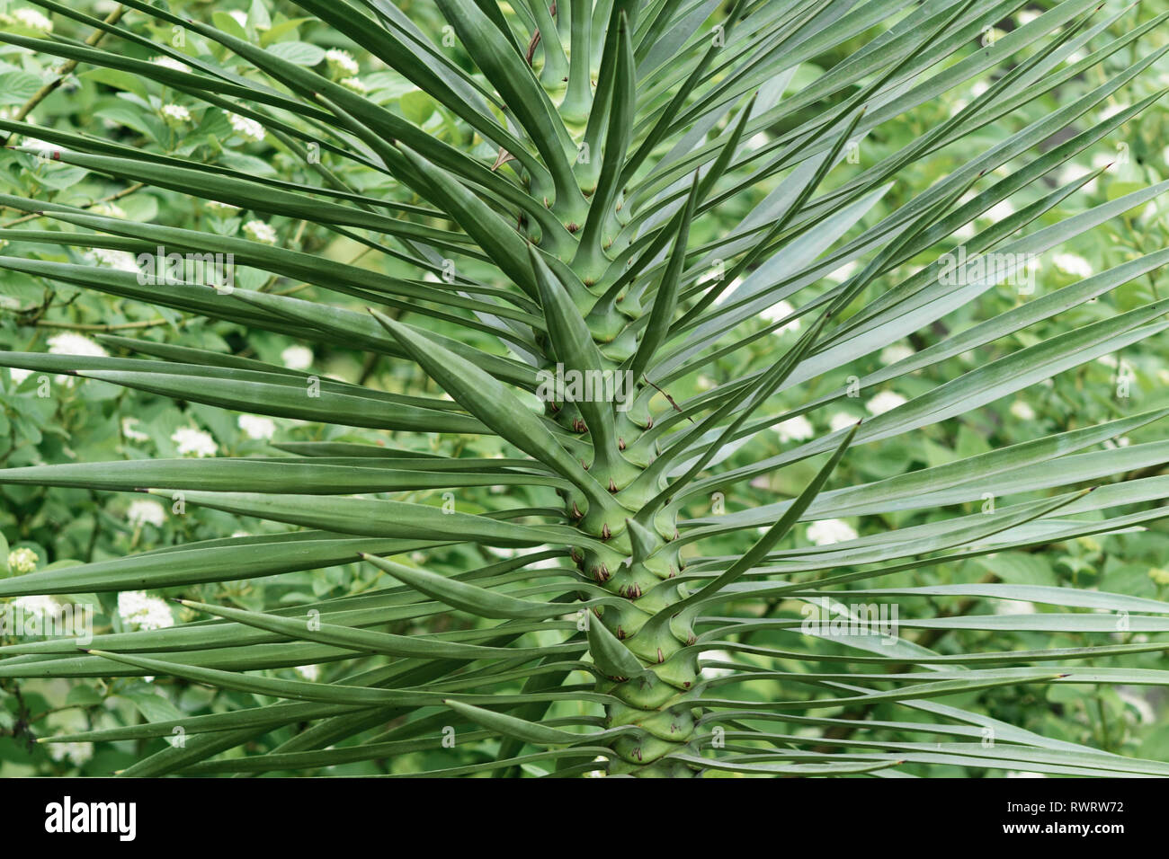 Yucca variety hi-res stock photography and images - Alamy