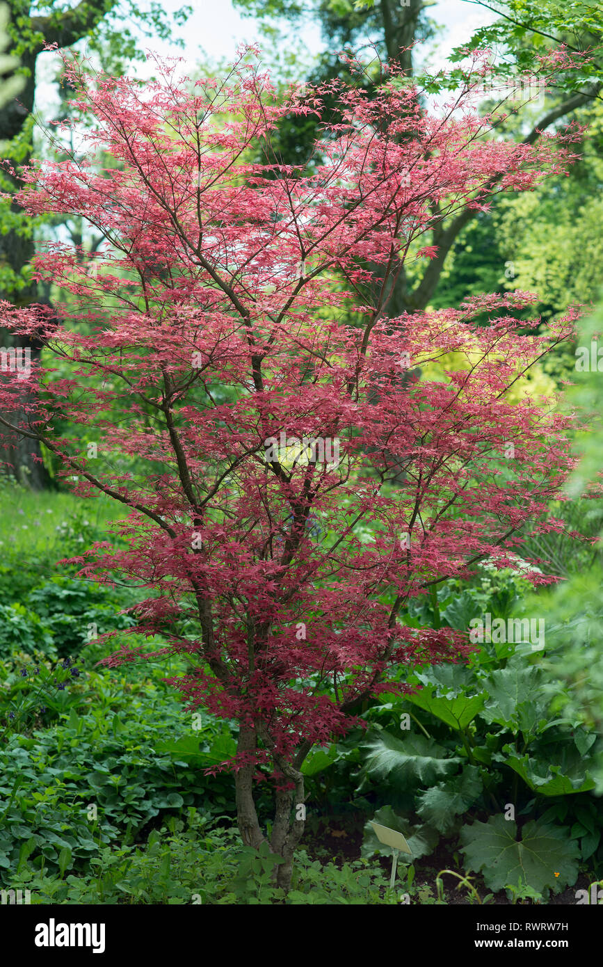 Maple tree Acer palmatum Stock Photo - Alamy