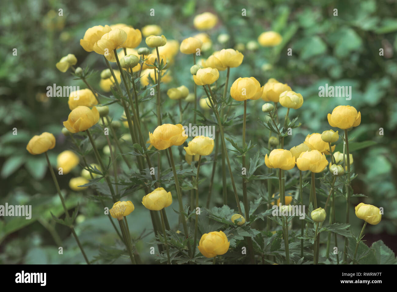 Flowers Trollius altaicus in nature Stock Photo - Alamy