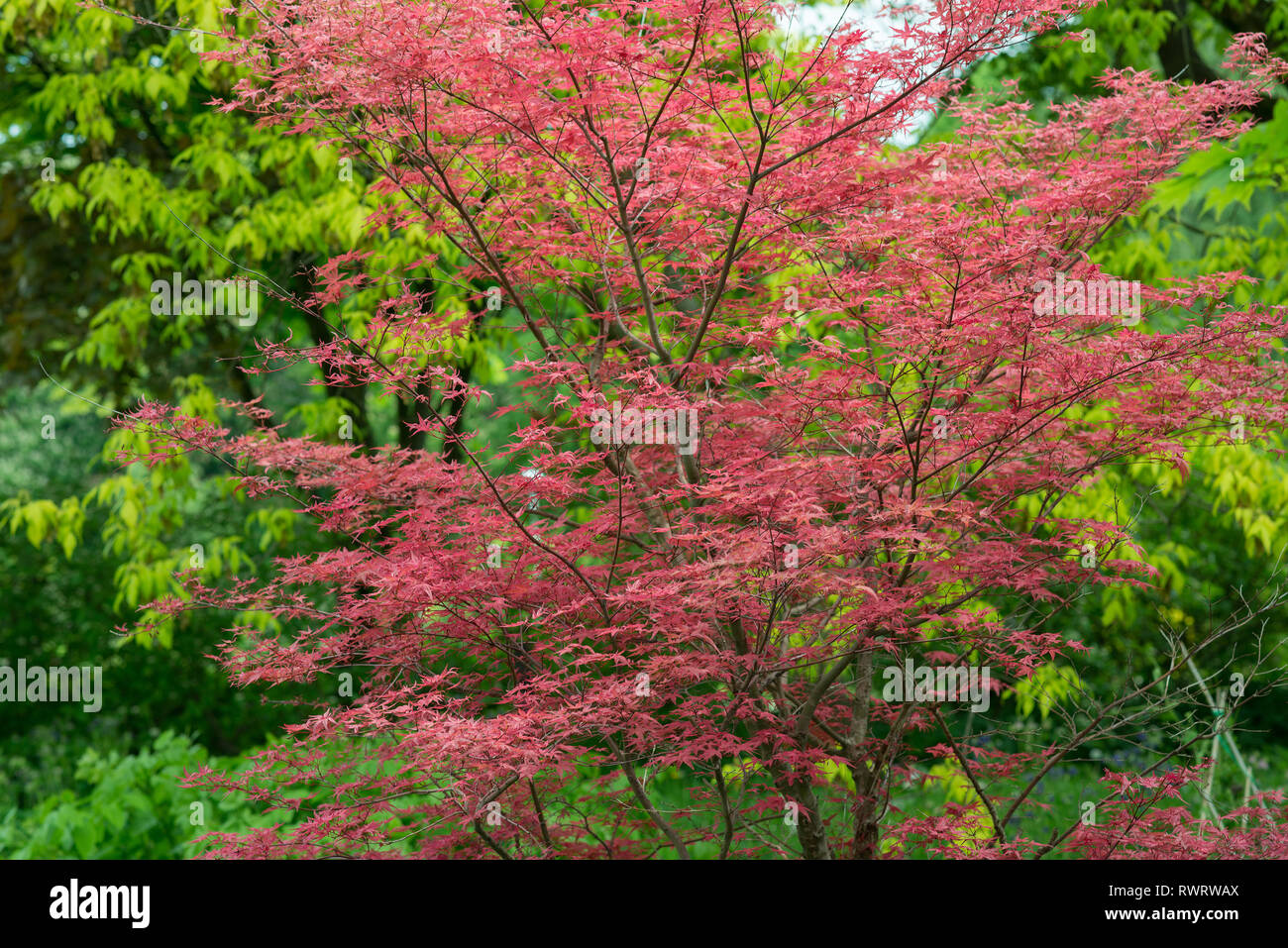 Maple tree Acer palmatum Stock Photo - Alamy
