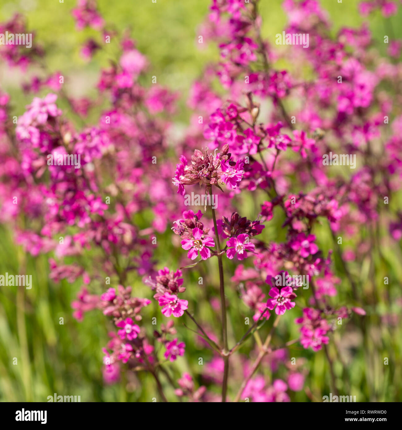 Viscaria flower hi-res stock photography and images - Alamy