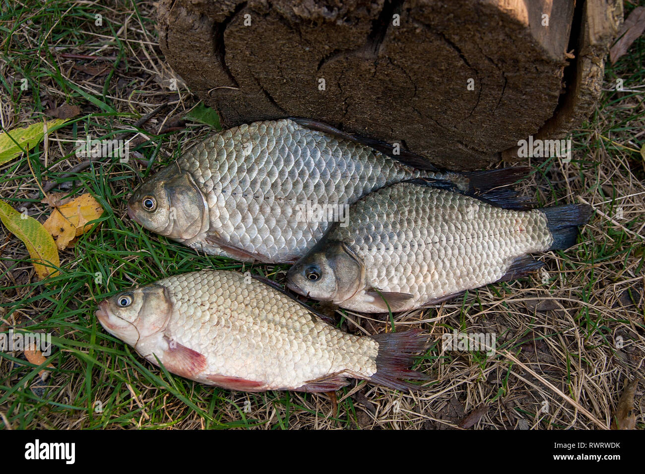Freshwater fish just taken from the water. Crucian fish or Carassius on ...