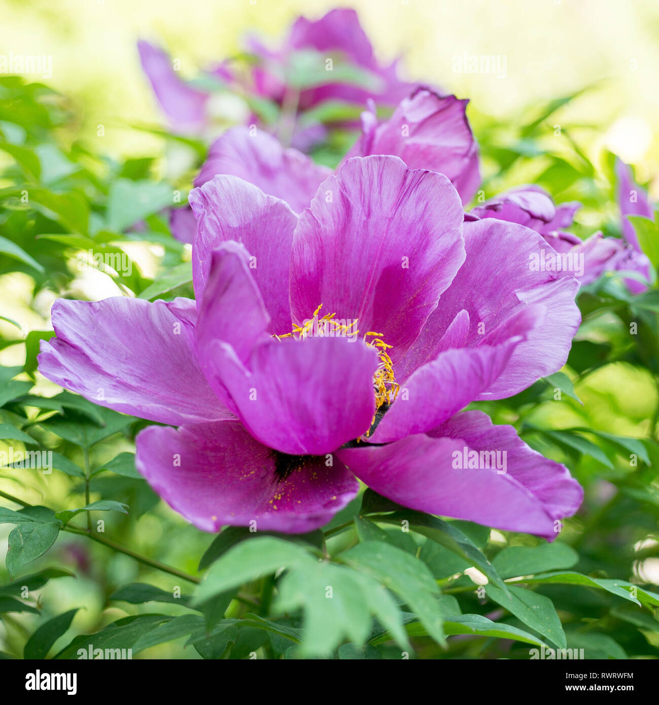 Paeonia suffruticosa flower in the garden Stock Photo - Alamy