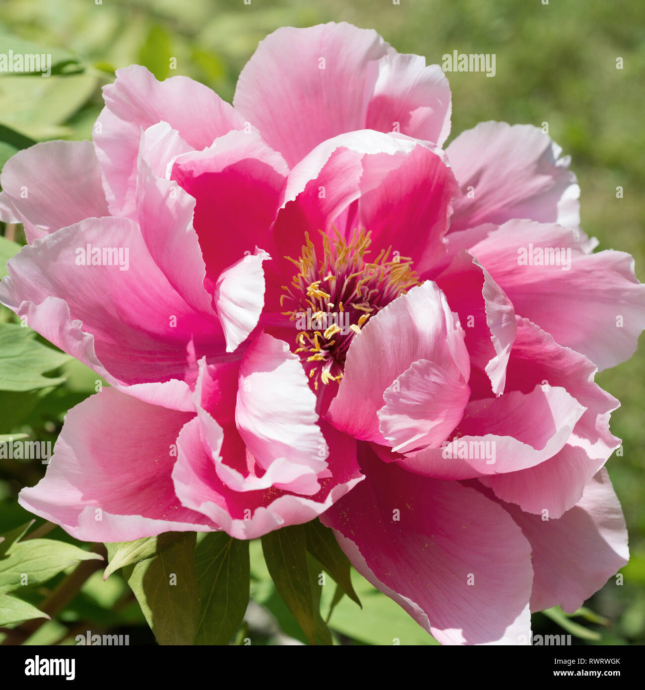 Paeonia suffruticosa flower in the garden Stock Photo - Alamy