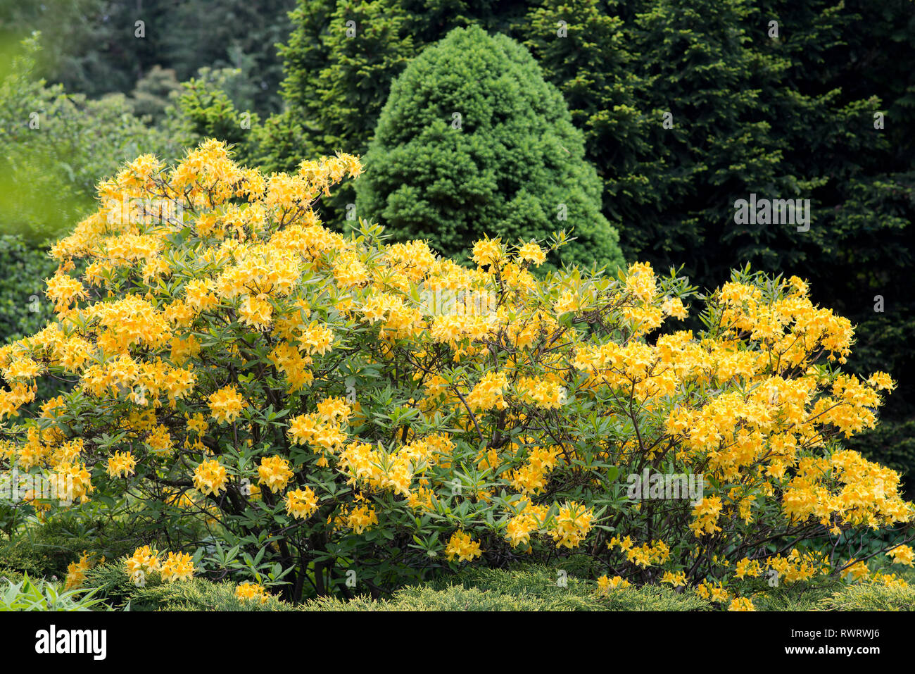 Rhododendron bush yellow Stock Photo - Alamy