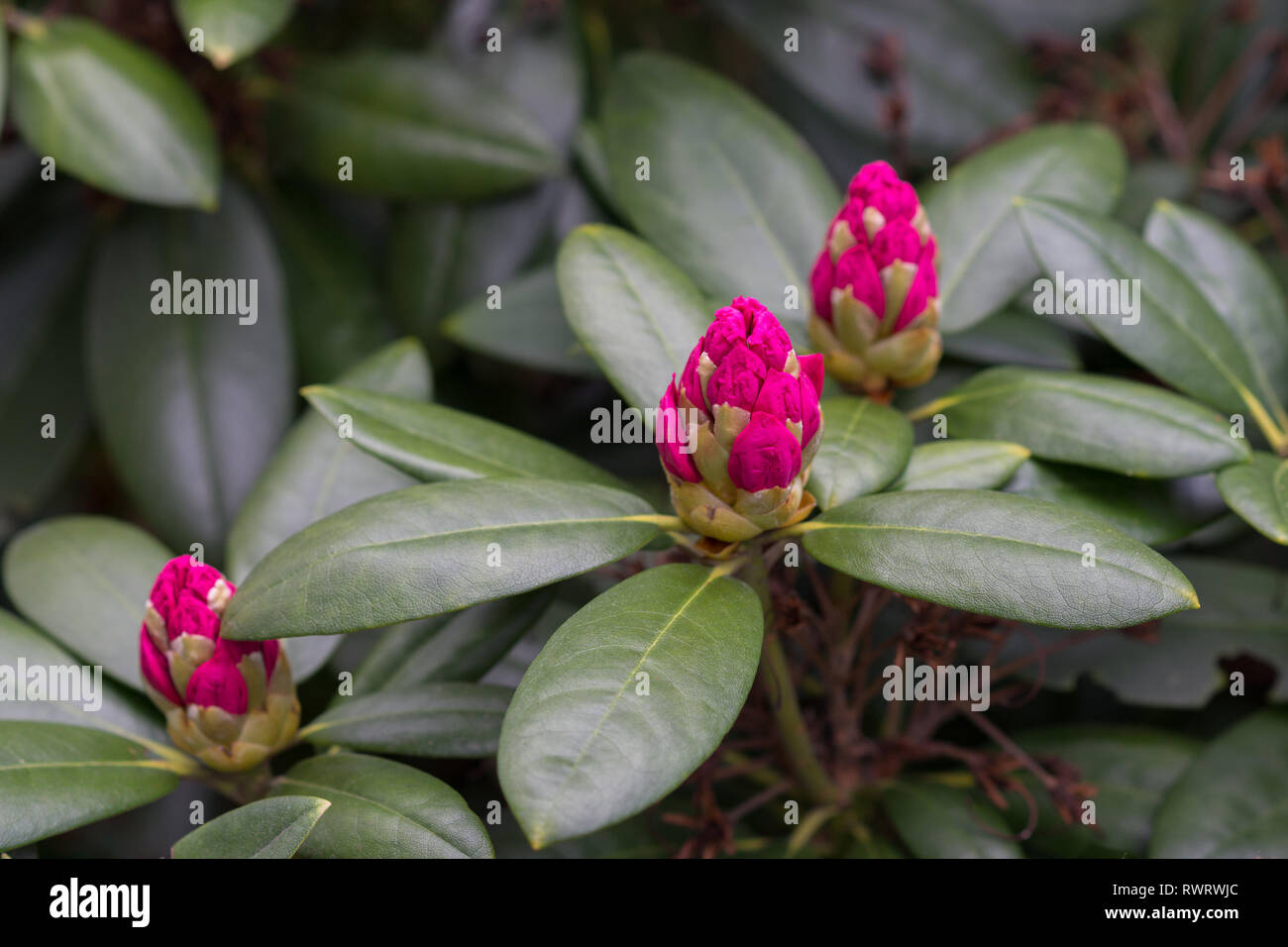 Blooming rhododendron in the garden Stock Photo - Alamy