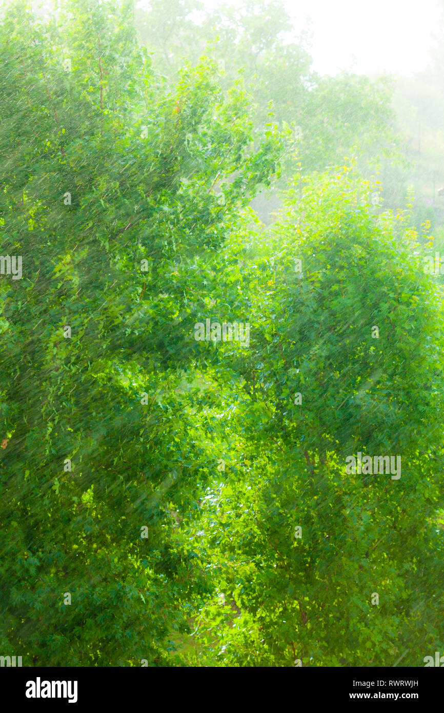 Summer rainy outside window, water drops droplets raindrops on glass windowpane as background ...