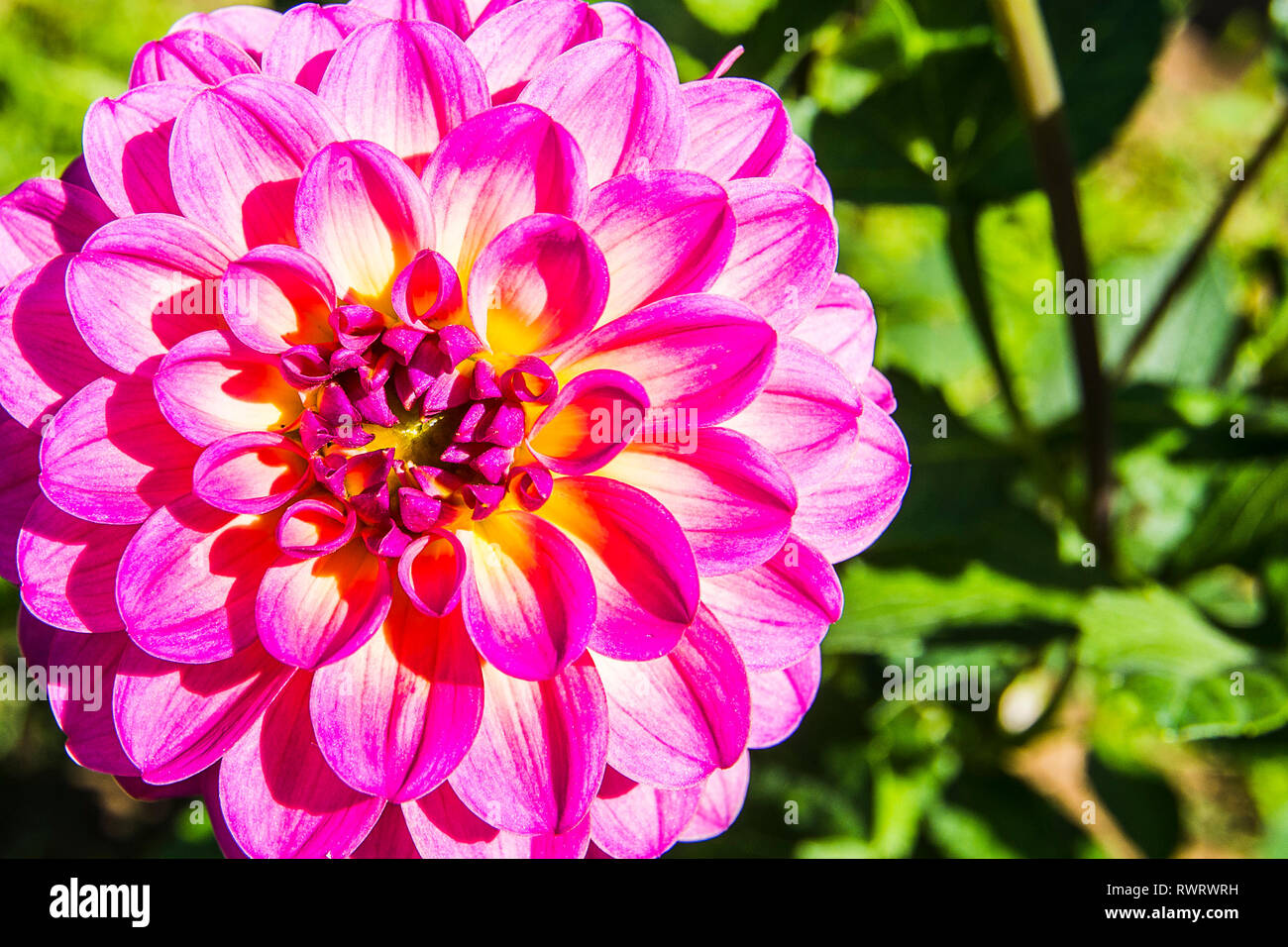 Dahlia garden flower hi-res stock photography and images - Alamy