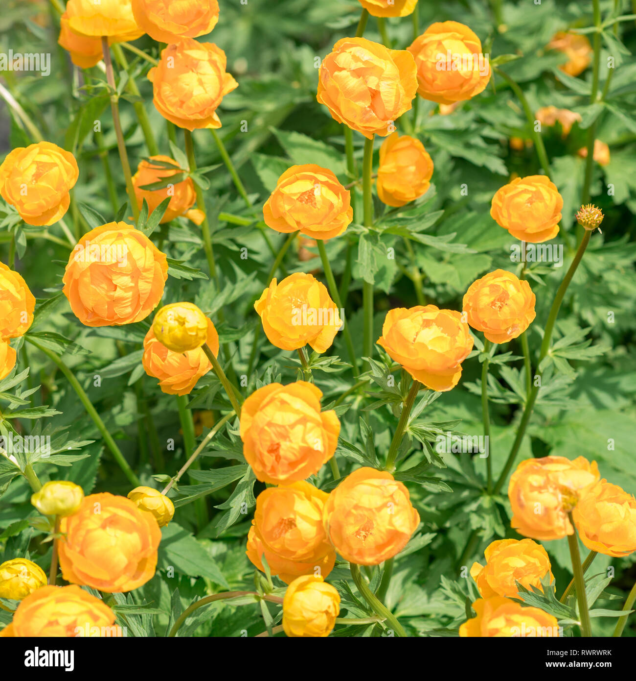 Trollius altaicus hi-res stock photography and images - Alamy