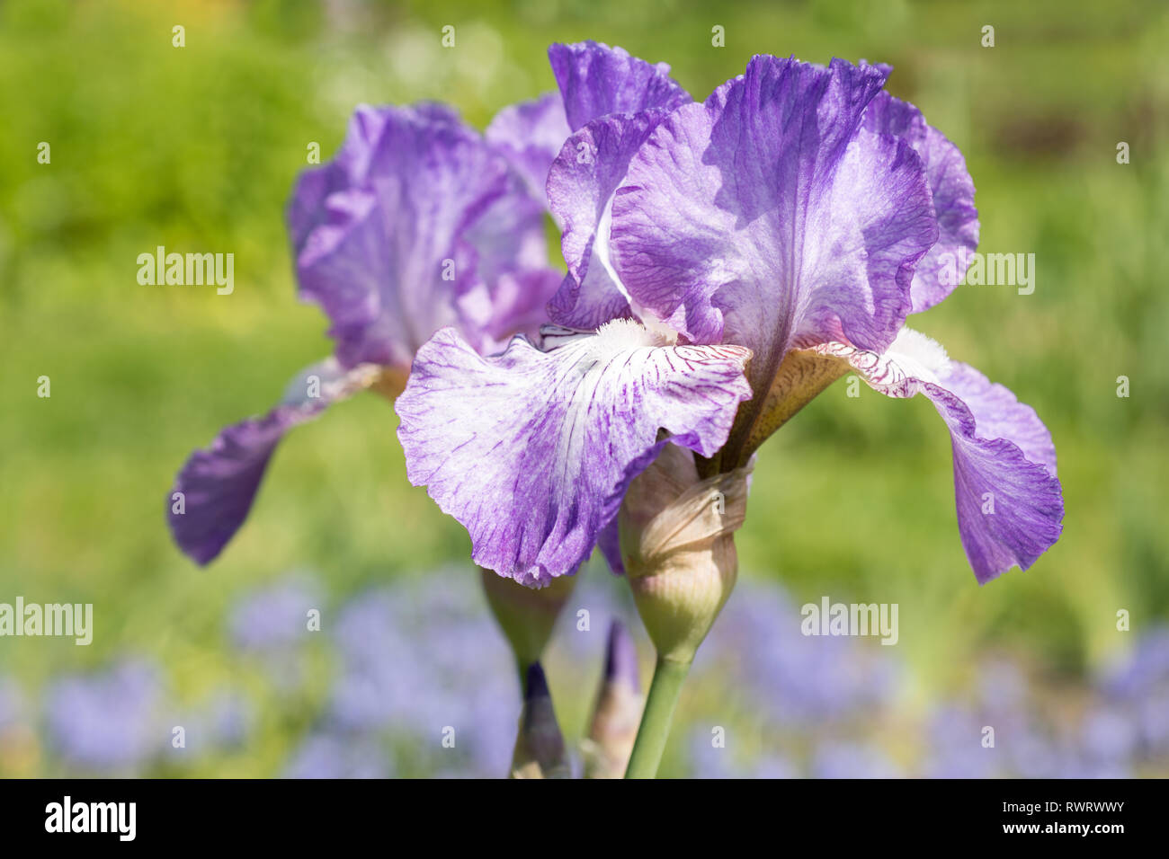 Flower of purple iris Stock Photo - Alamy