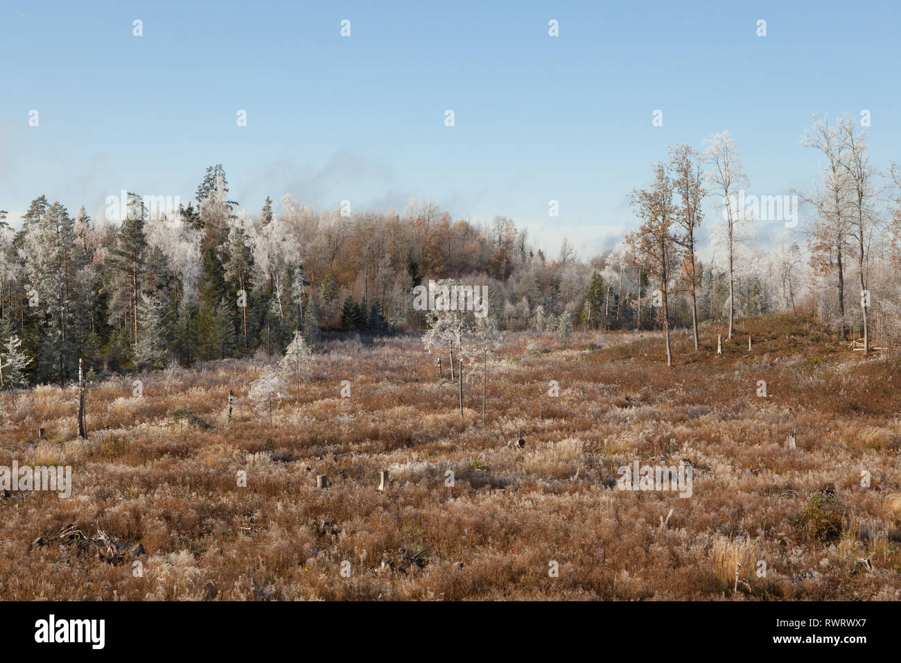 Sunlit forest clearing hi-res stock photography and images - Alamy