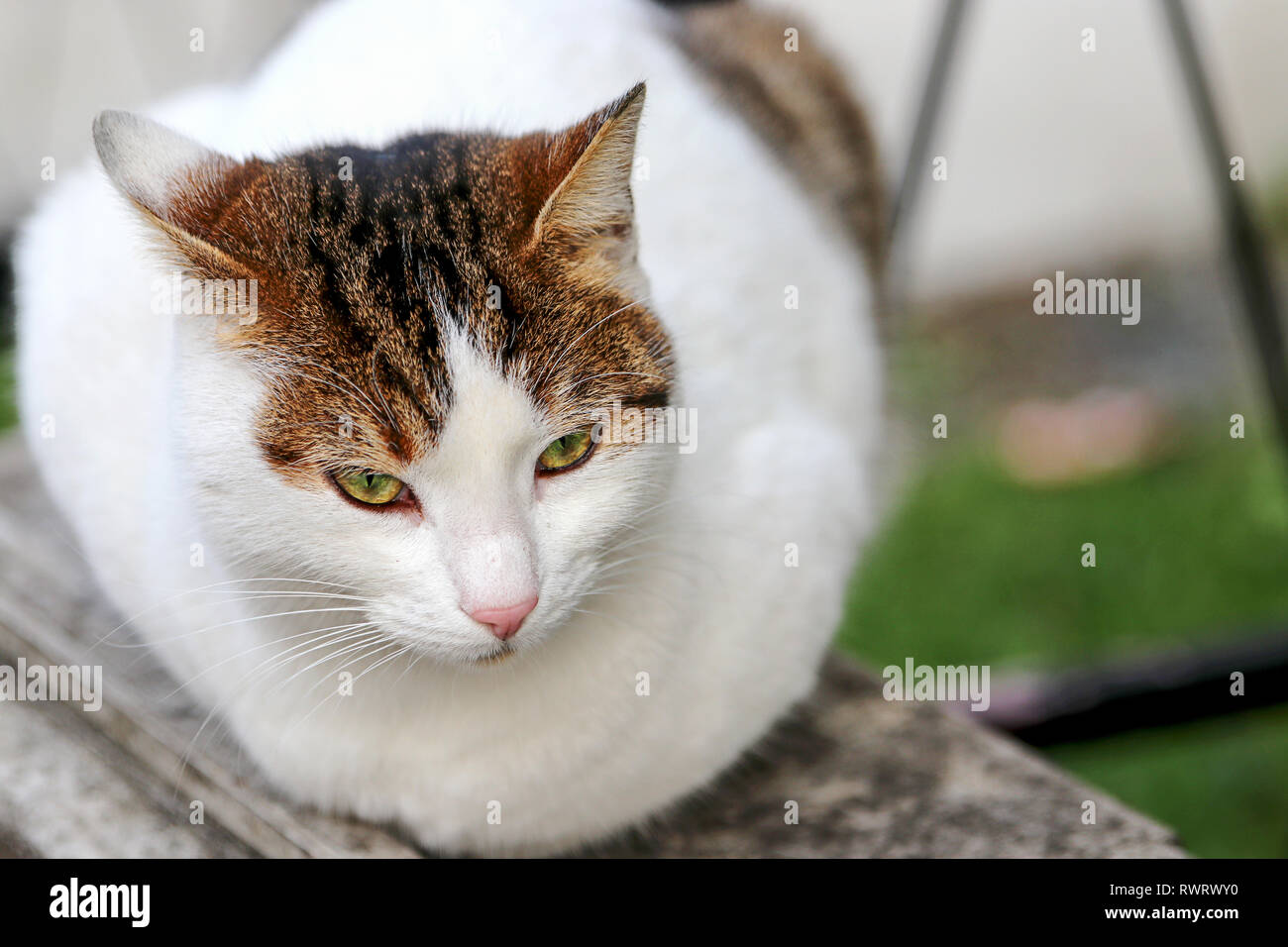 Sweets for the young hi-res stock photography and images - Alamy