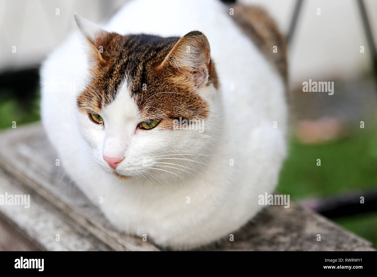 Sweets for the young hi-res stock photography and images - Alamy