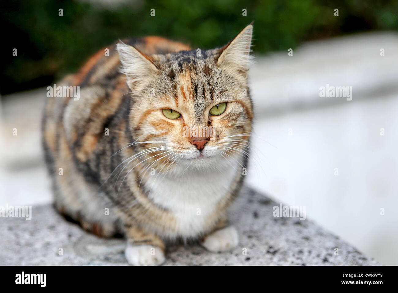 Adorable sweets hi-res stock photography and images - Alamy