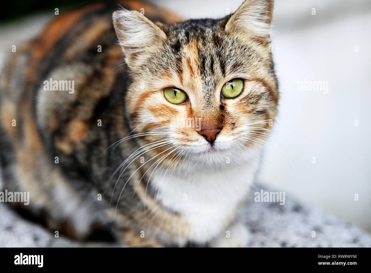 Adorable sweets hi-res stock photography and images - Alamy