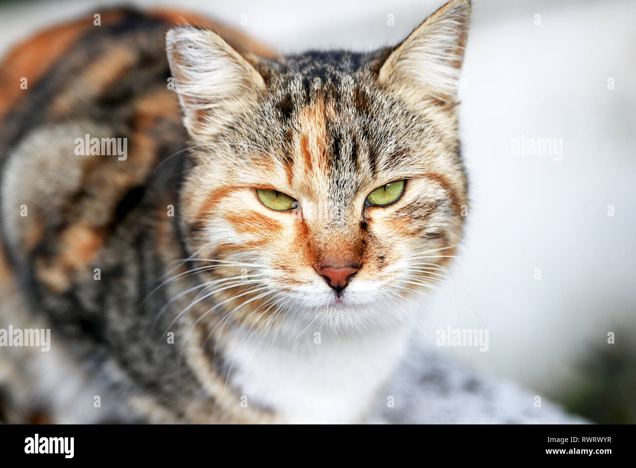 Adorable sweets hi-res stock photography and images - Alamy