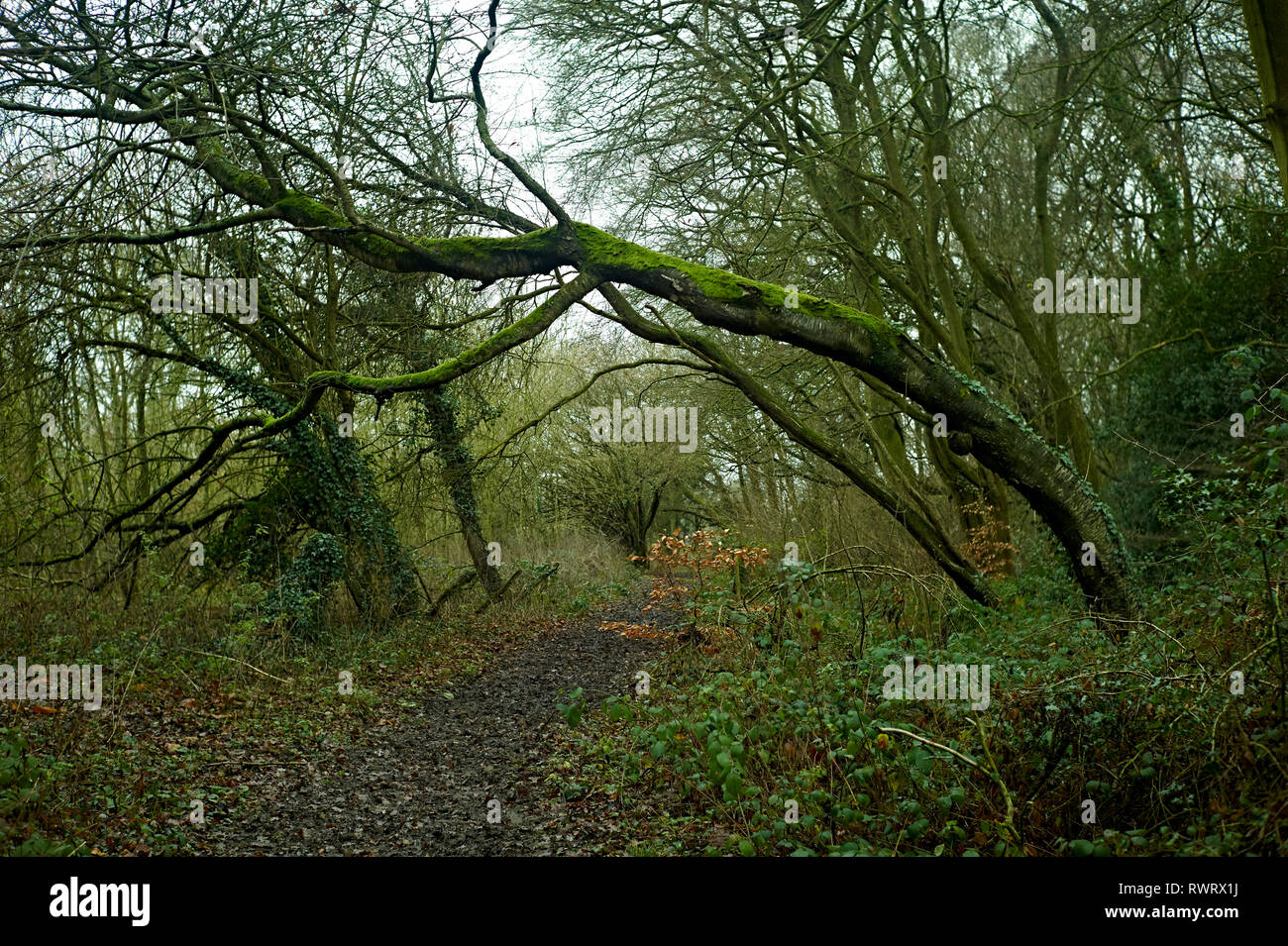 Woodland berkshire hi-res stock photography and images - Alamy