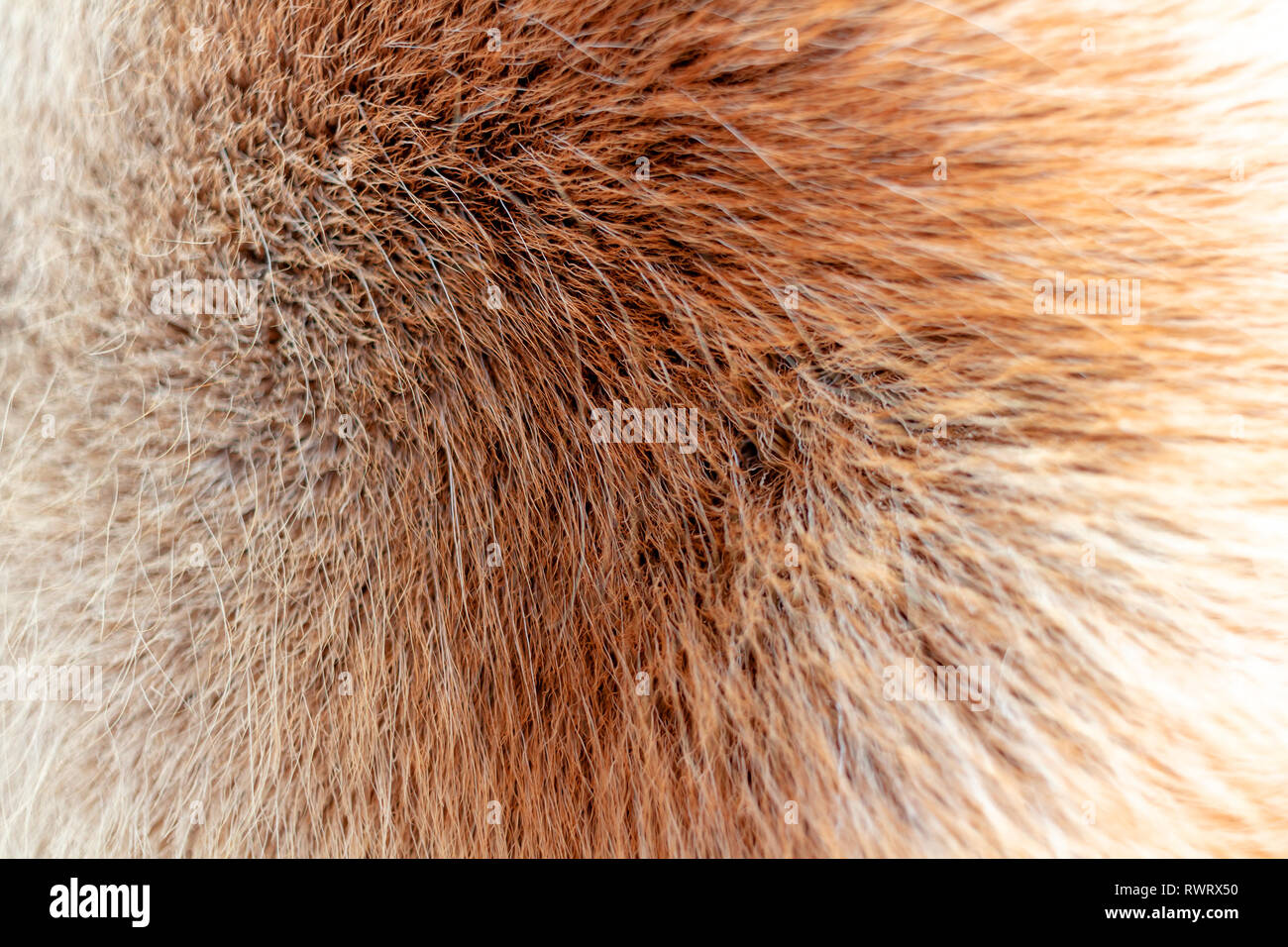 Reindeer fur background texture. Natural material pattern Stock Photo ...