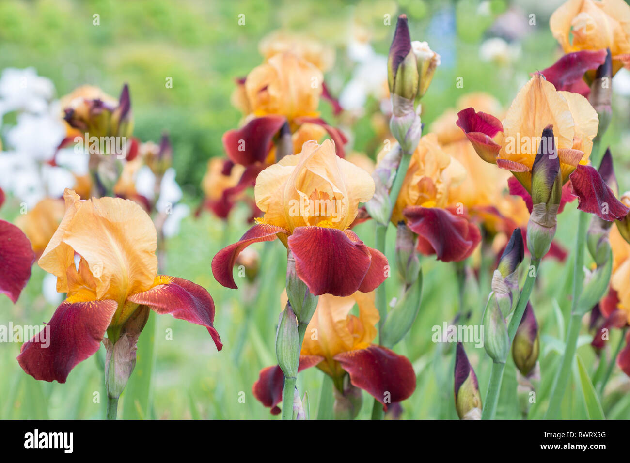 Irises in landscaping hi-res stock photography and images - Alamy