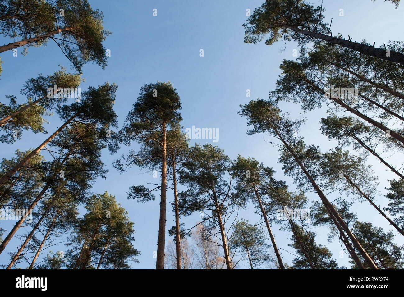 Canopy tall trees against hi-res stock photography and images - Alamy