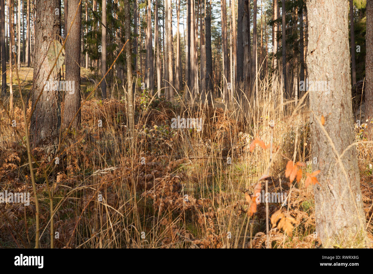 Rural forest hi-res stock photography and images - Alamy