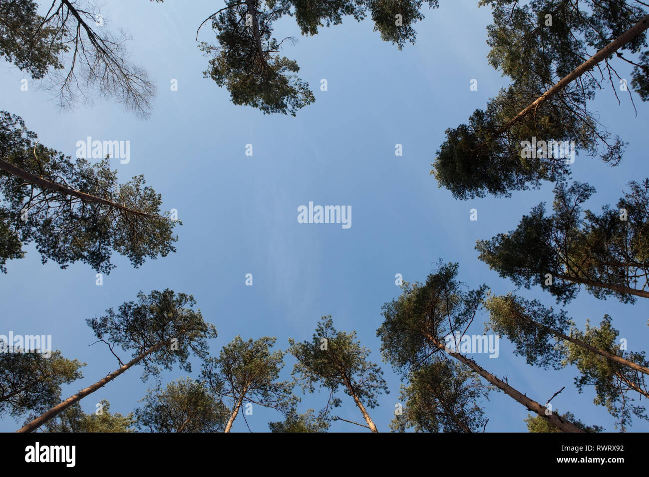Canopy tall trees against hi-res stock photography and images - Alamy
