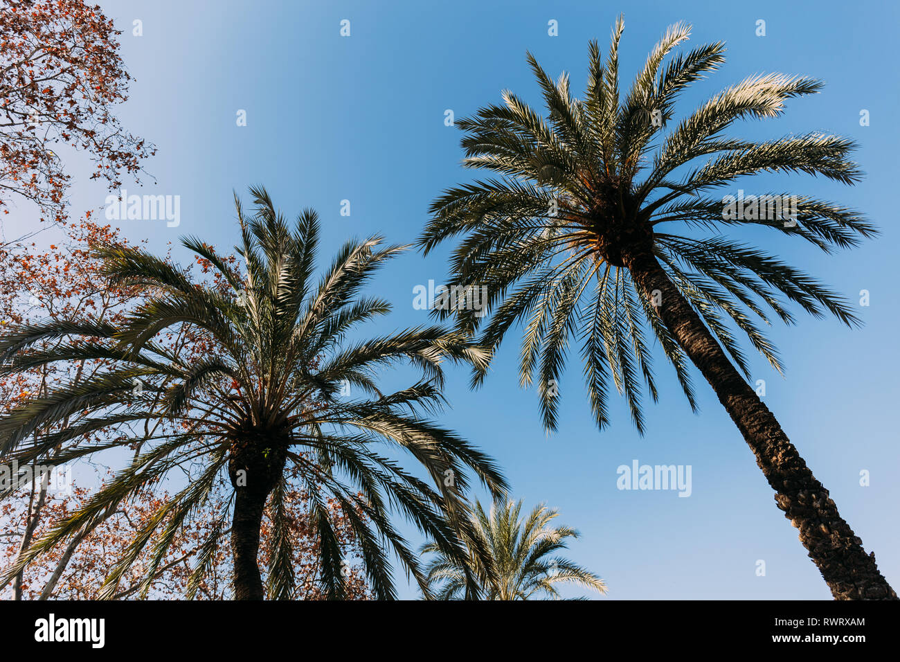 tall lush palm trees on blue sky background, barcelona, spain Stock ...
