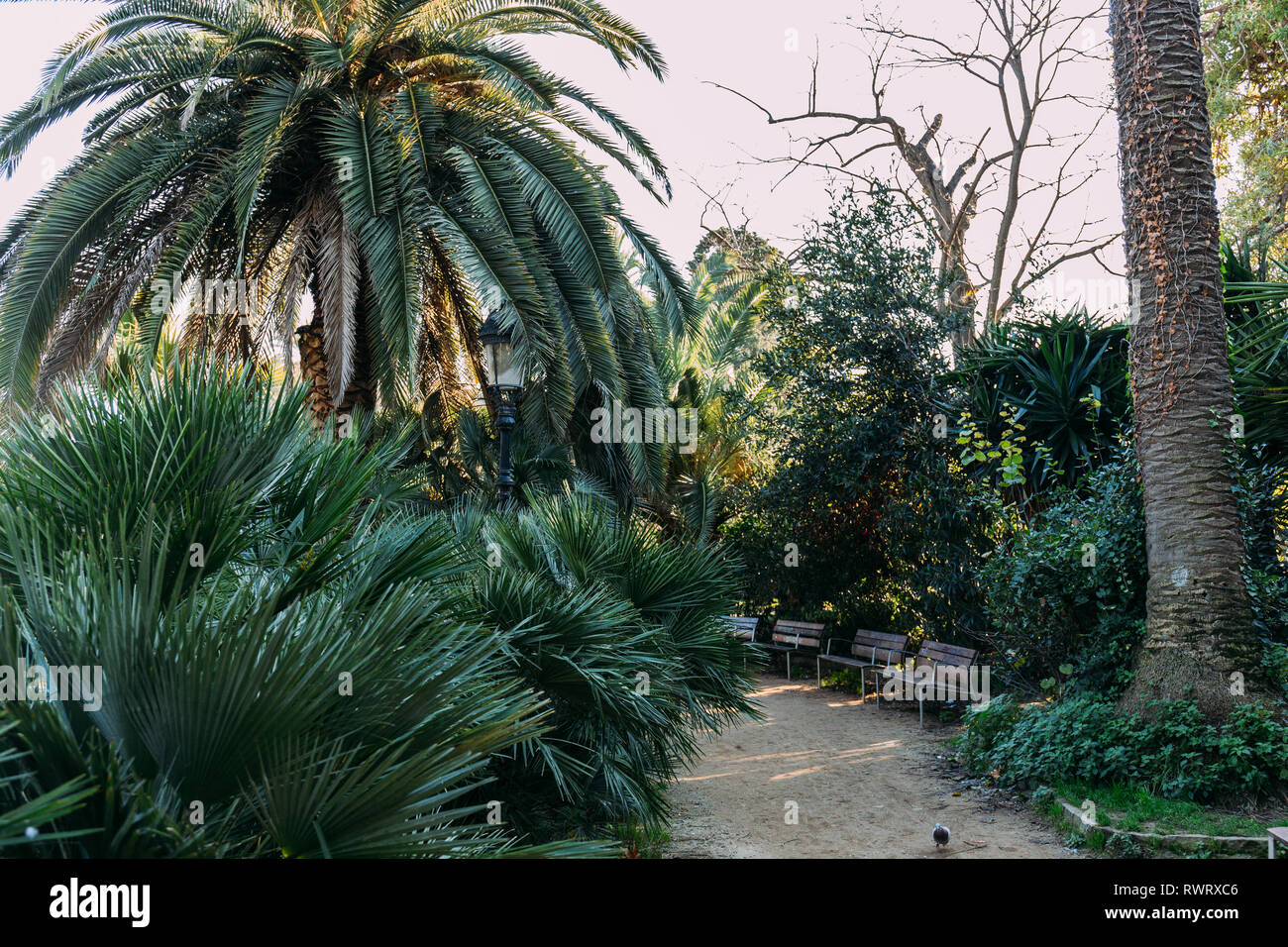 green trees and bushes, bunches and walking path in parc de la ...