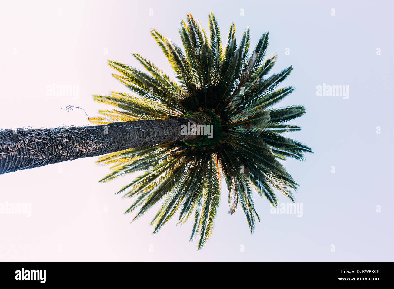 tall straight palm tree on blue sky background, barcelona, spain Stock ...