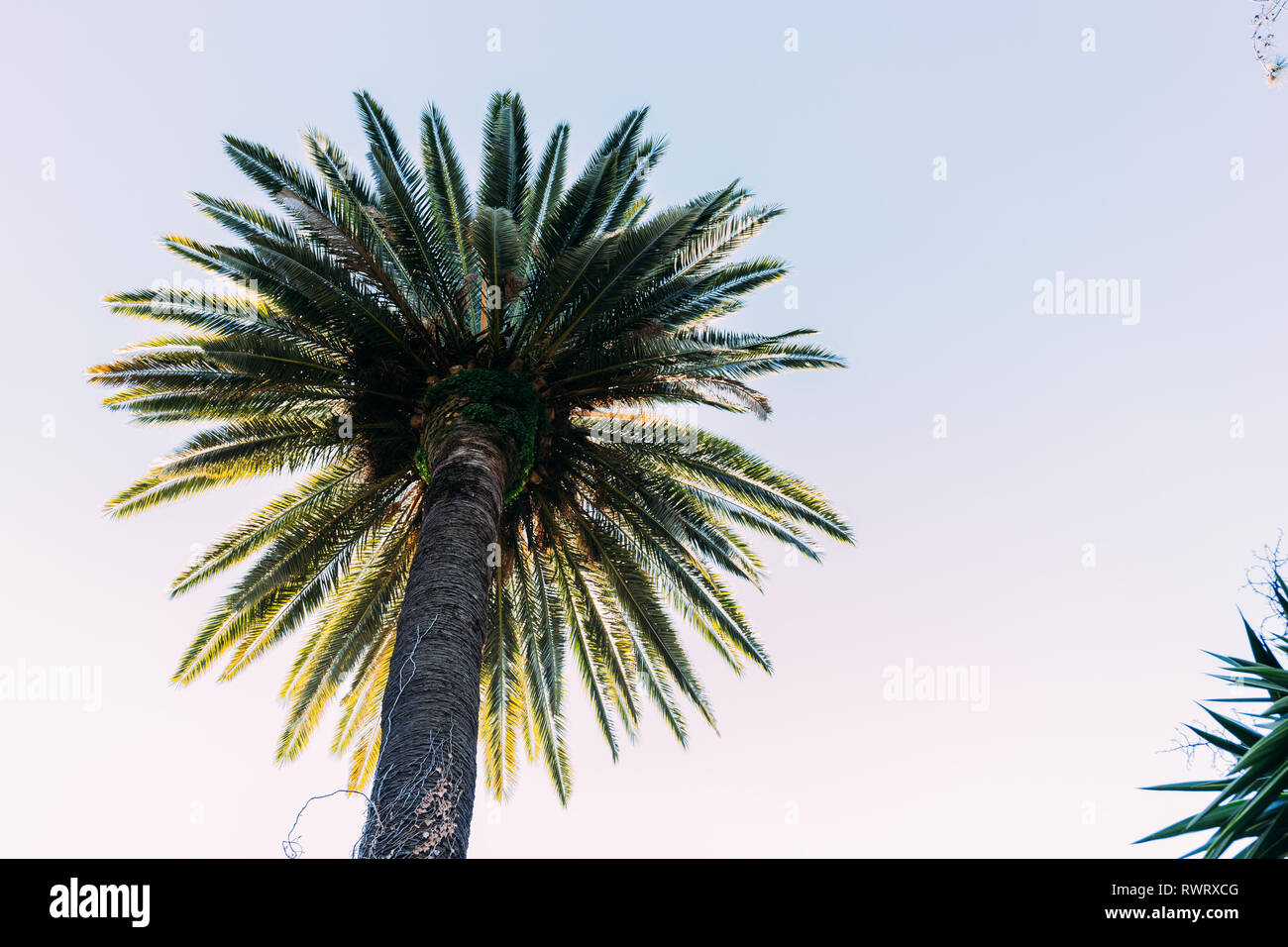 straight tall palm tree on blue sky background, barcelona, spain Stock ...