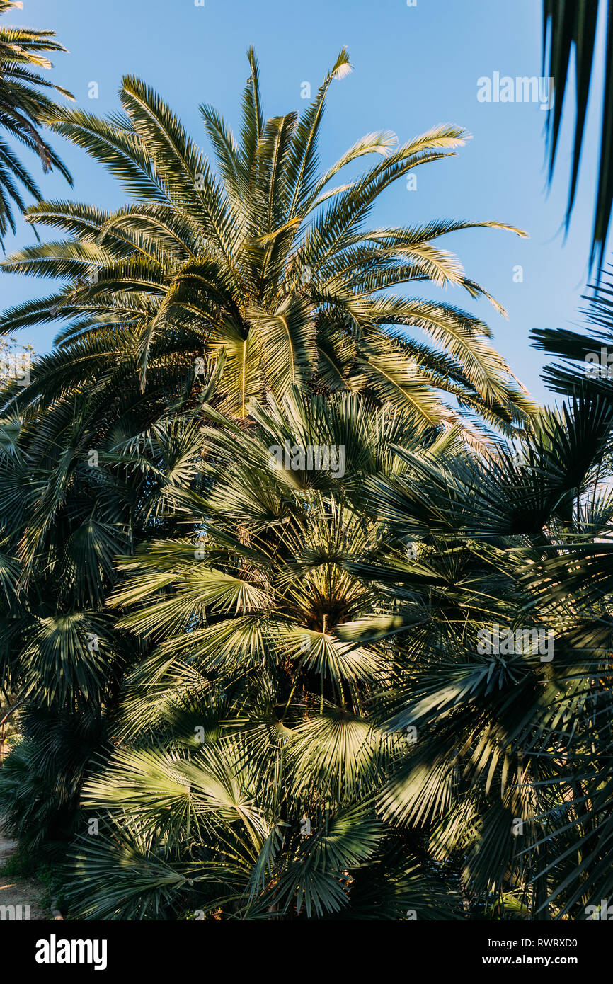 green lush palm trees in parc de la ciutadella, barcelona, spain Stock ...